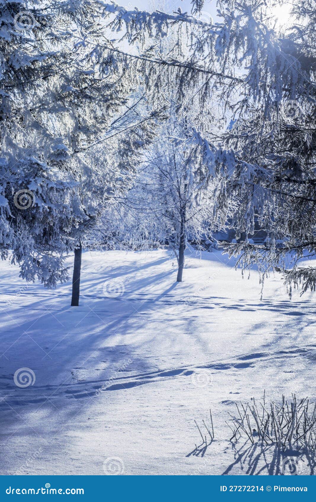 Winter evening landscape stock photo. Image of park, cold - 27272214