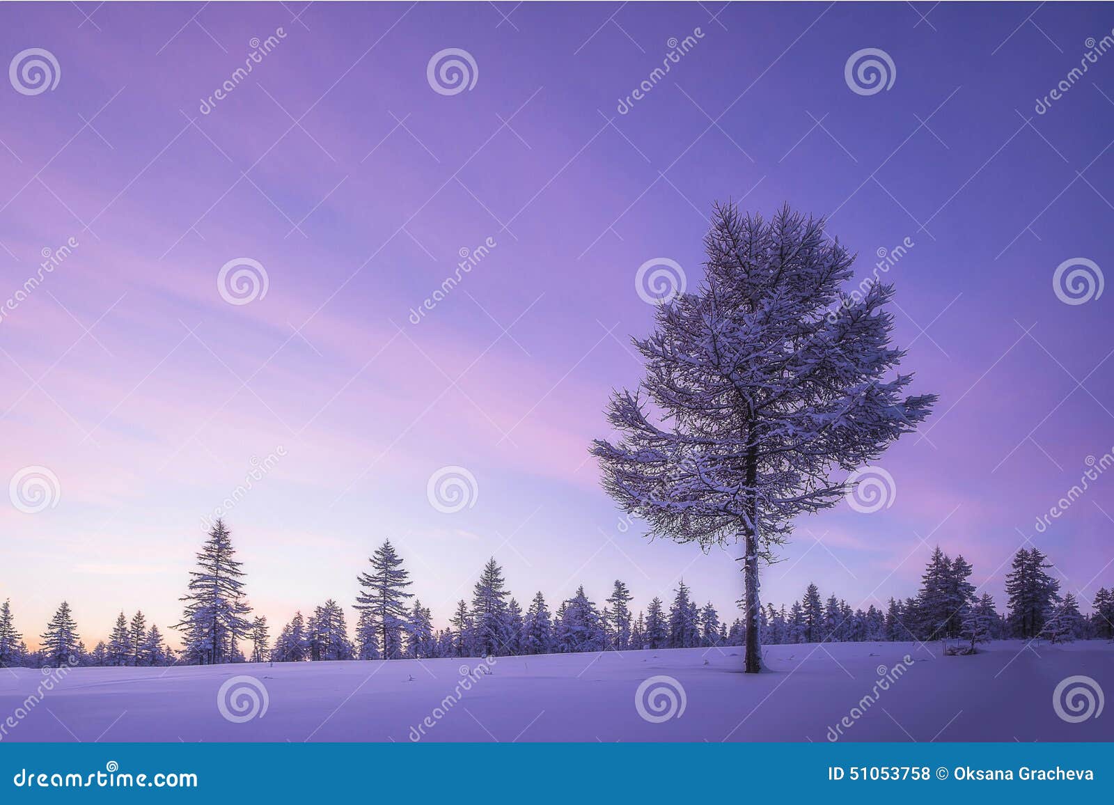 Winter Evening Landscape with Tree Stock Photo - Image of sakha ...