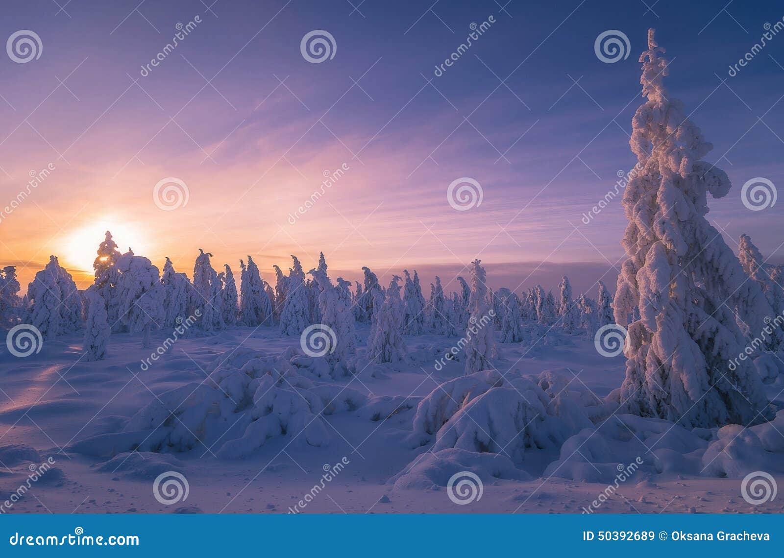 Winter Evening Landscape with Tree Stock Image - Image of green ...
