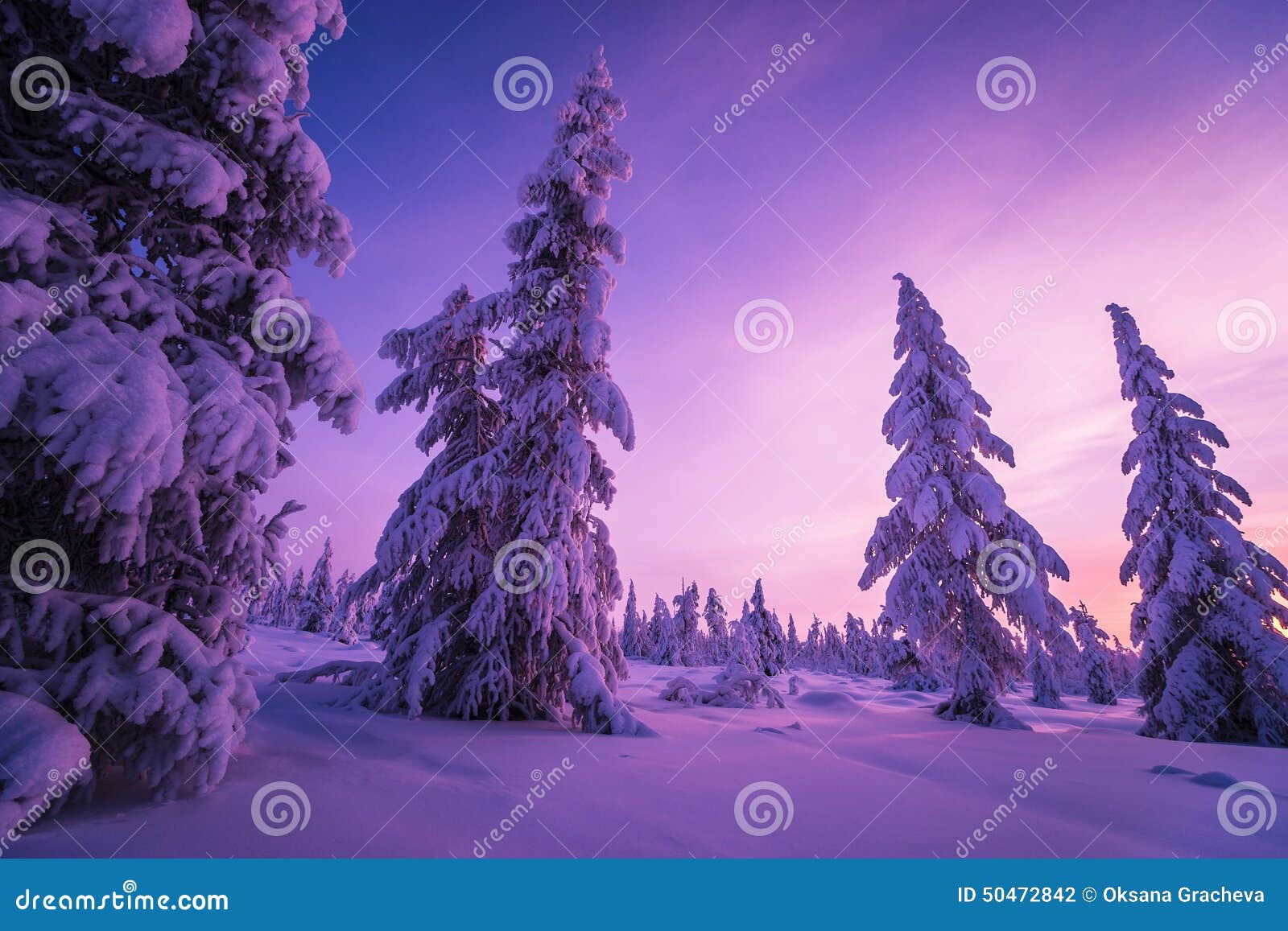 Winter Evening Landscape with Tree Stock Photo - Image of nature, sakha ...