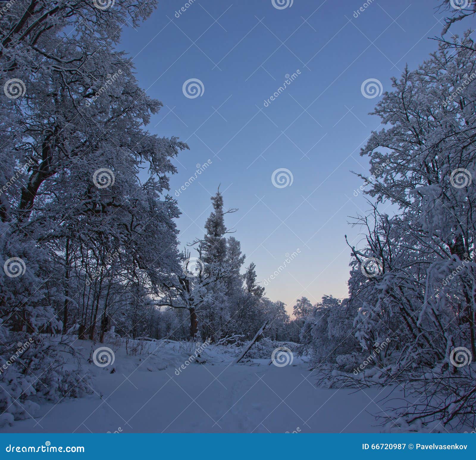 Winter evening in the Park stock image. Image of white - 66720987