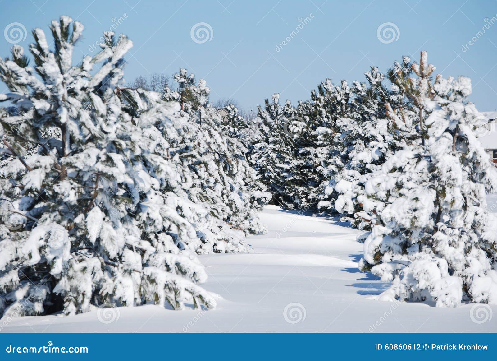 Winter evergreens stock photo. Image of white, clouds - 60860612
