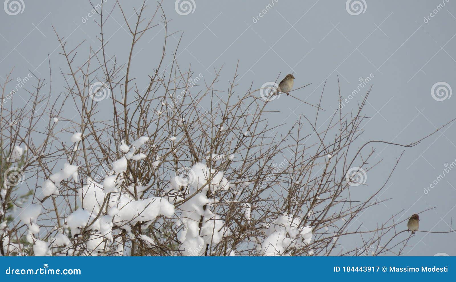 Heavy snowfall stock image. Image of white, snowfall - 184443917