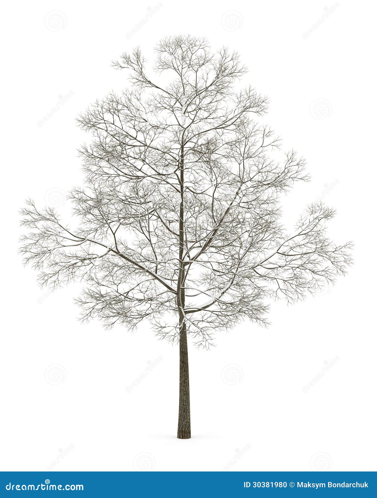 Maple Trees In Winter