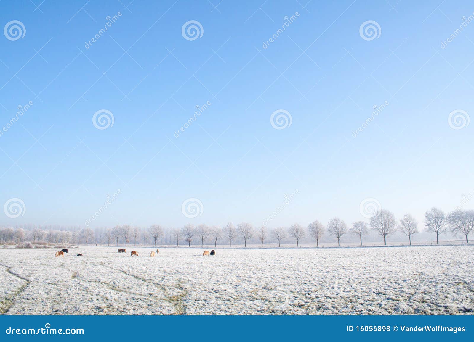 Winter farmland stock photo. Image of climate, holland - 16056898