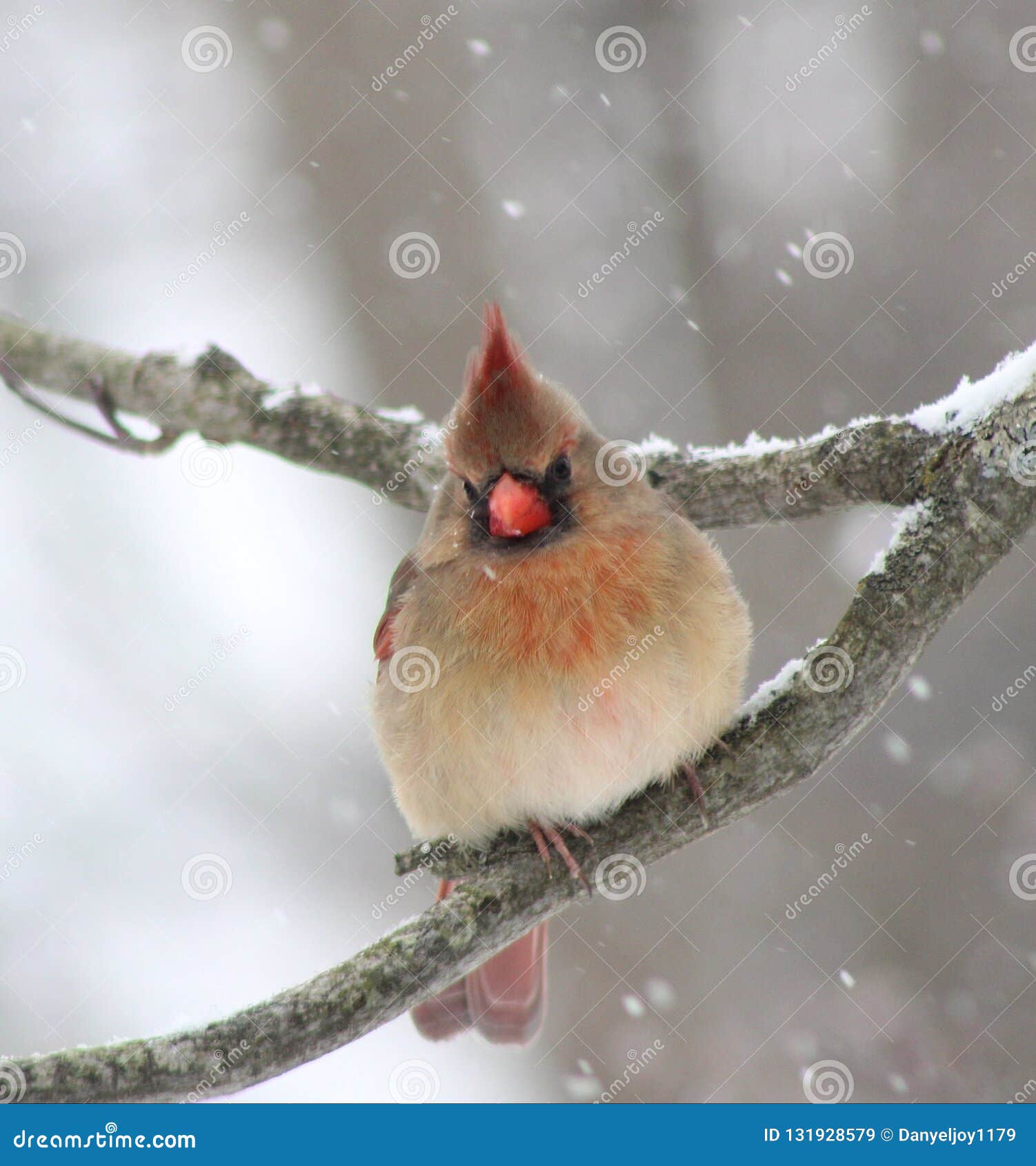 Winter Female Cardinal 1 stock image. Image of birds - 131928579