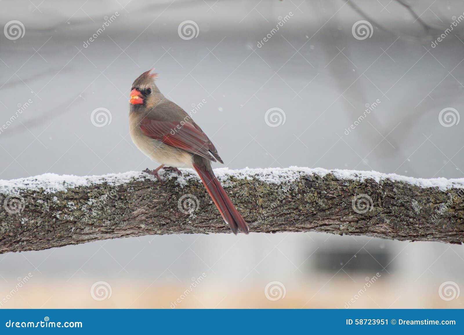 Winter Female Cardinal stock image. Image of colorful - 58723951