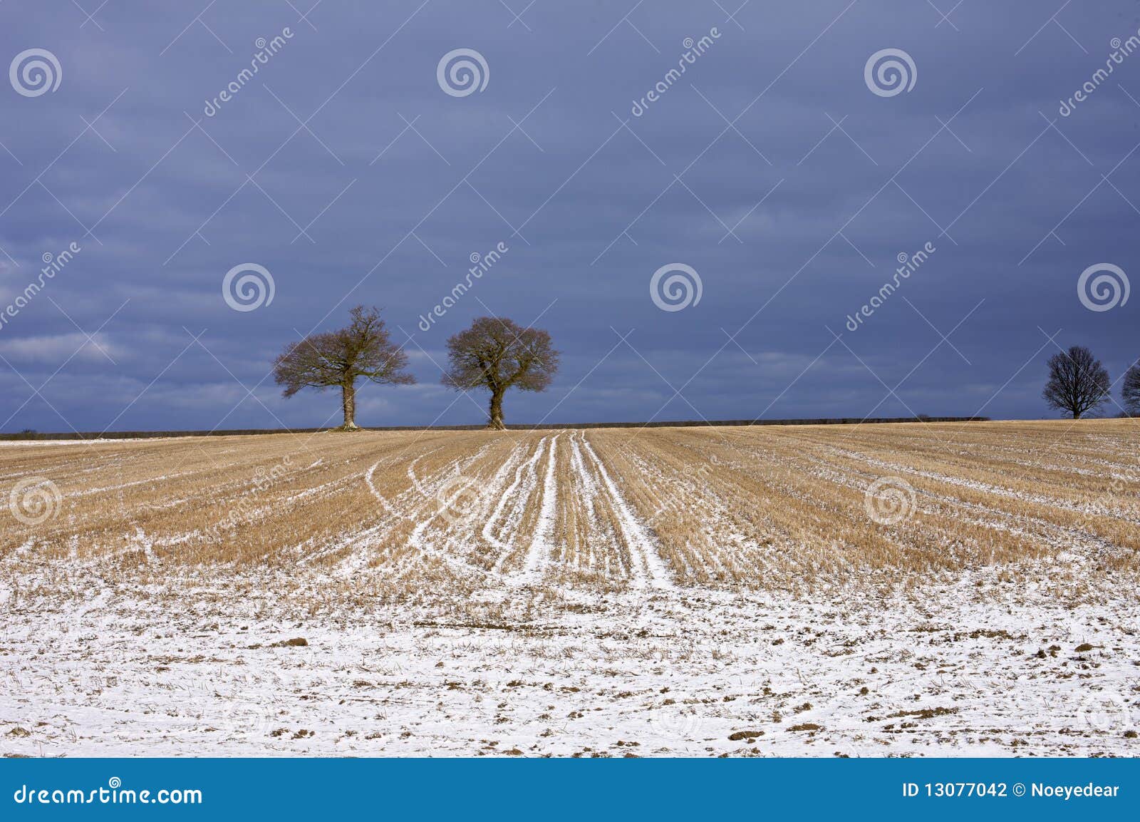 Winter field stock photo. Image of winter, agriculture - 13077042