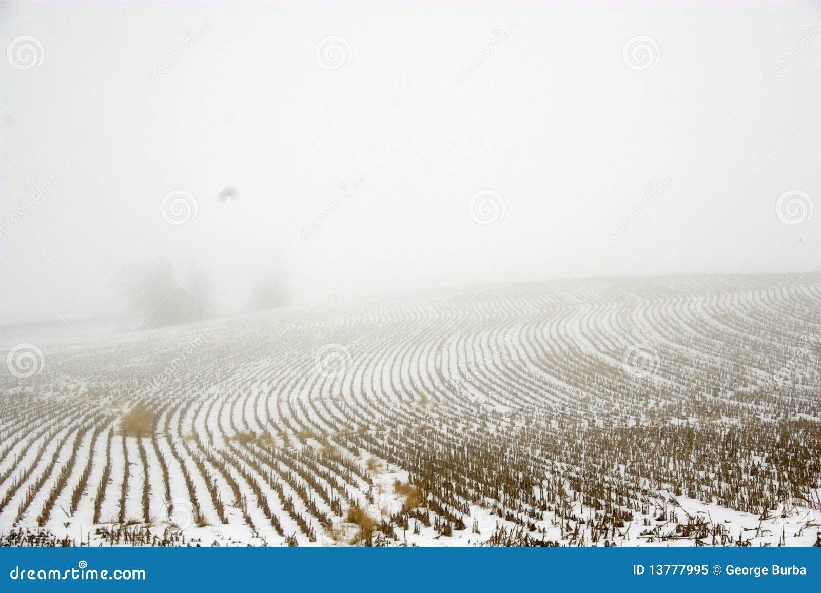 Winter field stock image. Image of morning, climate, nature - 13777995