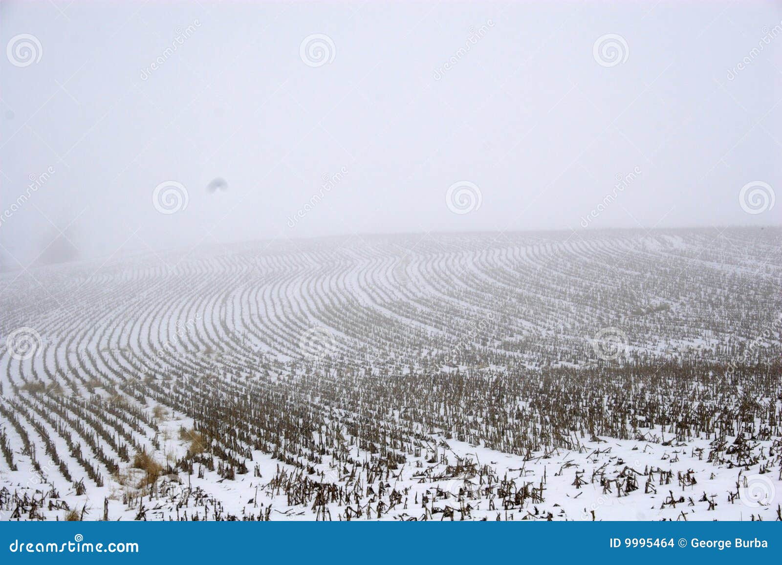 Winter field stock photo. Image of snow, frost, nature - 9995464