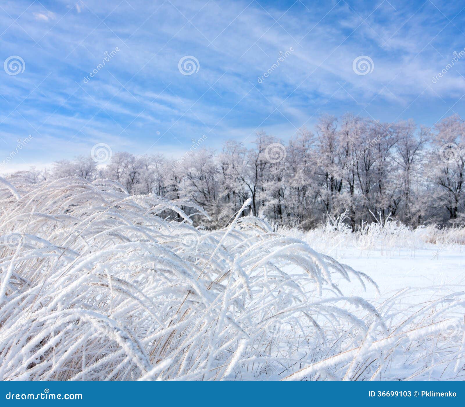 Winter field stock image. Image of plant, cool, morning - 36699103