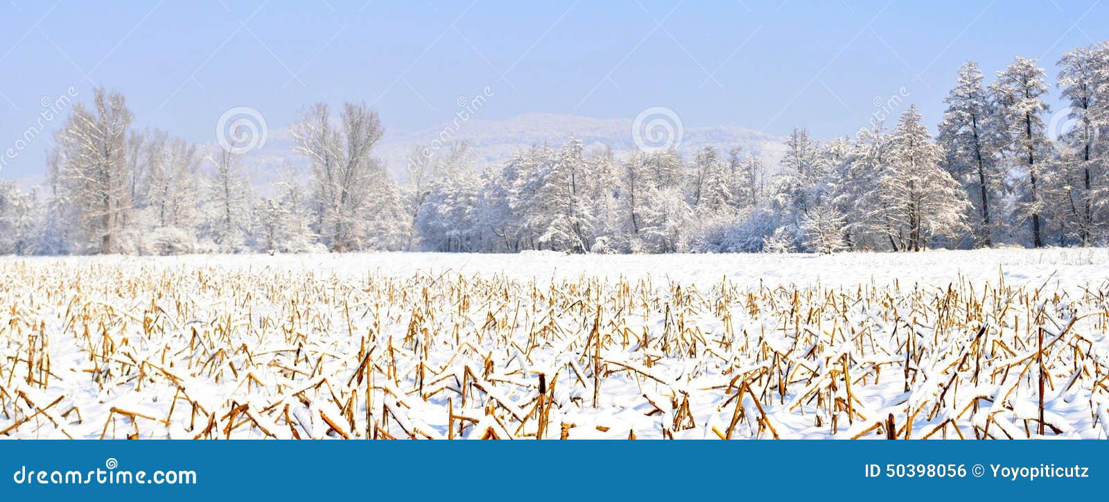 Winter Field - Frozen Crops Stock Photo - Image of outdoor, peaceful ...
