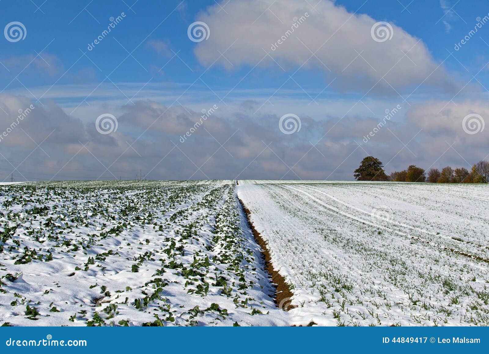Winter field landscape stock image. Image of needle, february - 44849417