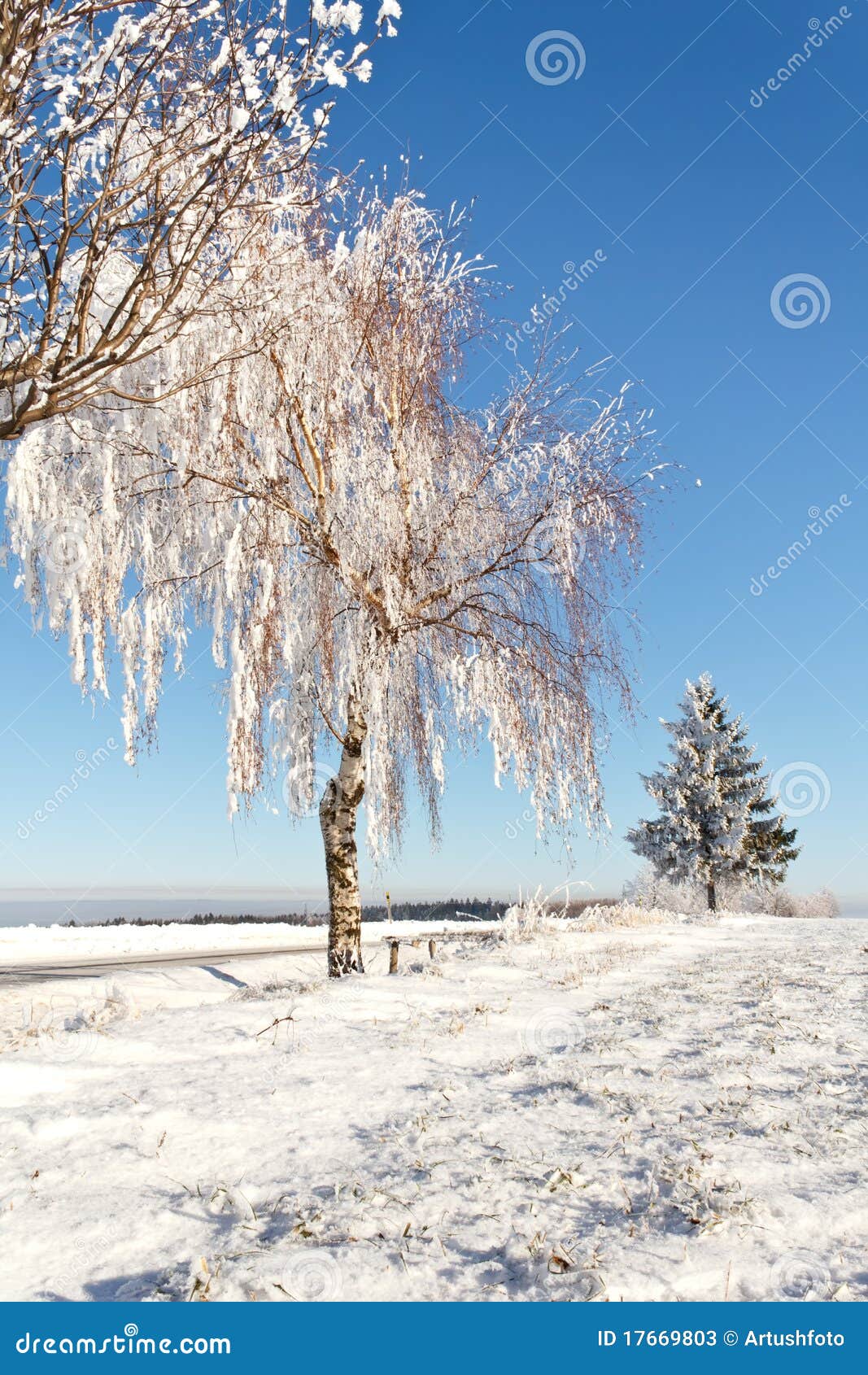 Winter Field on a Sunny Frosty Day Stock Image - Image of frost ...
