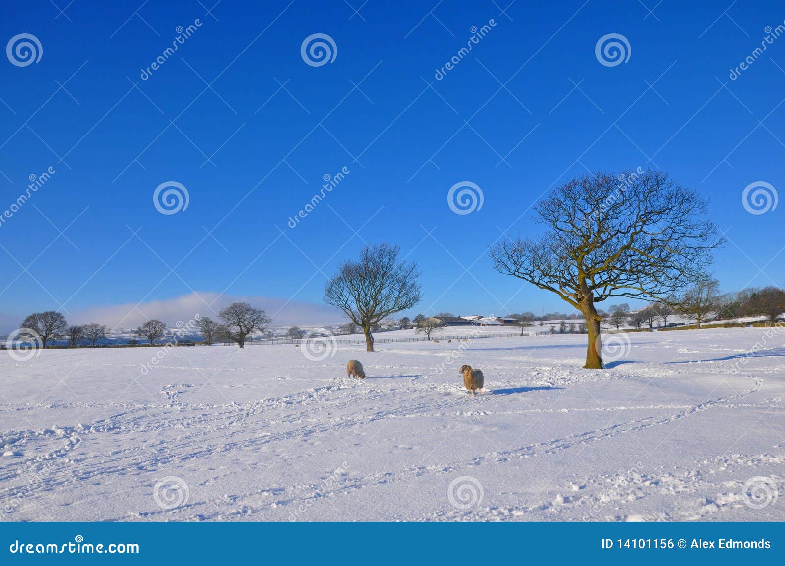 Winter Fields stock photo. Image of animal, cloud, view - 14101156