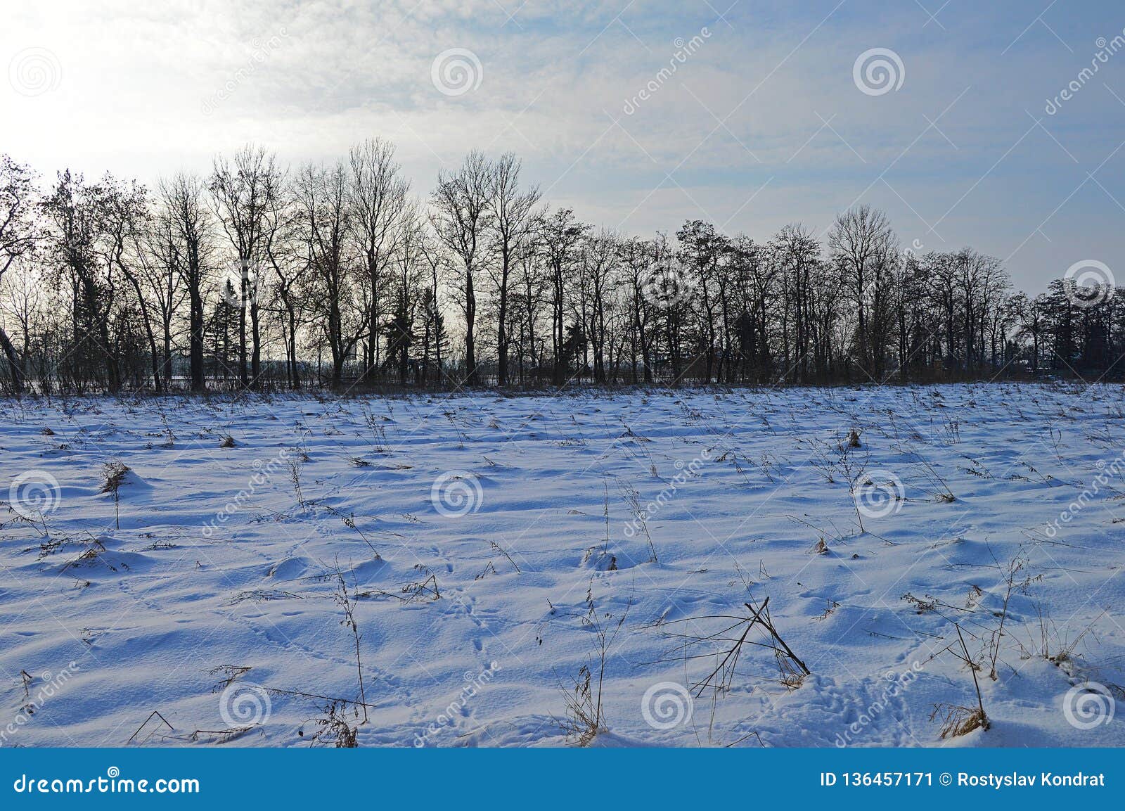 Winter Fields and Trees in the Countryside Stock Image - Image of ...