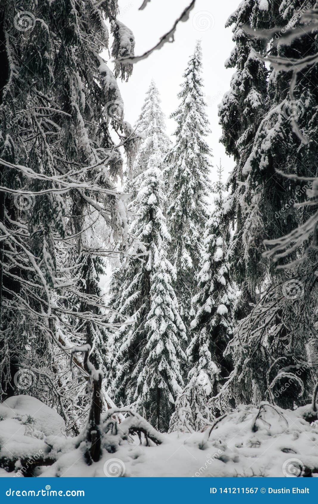 Winter in Finland Covered in Snow Stock Image - Image of cold, beauty ...