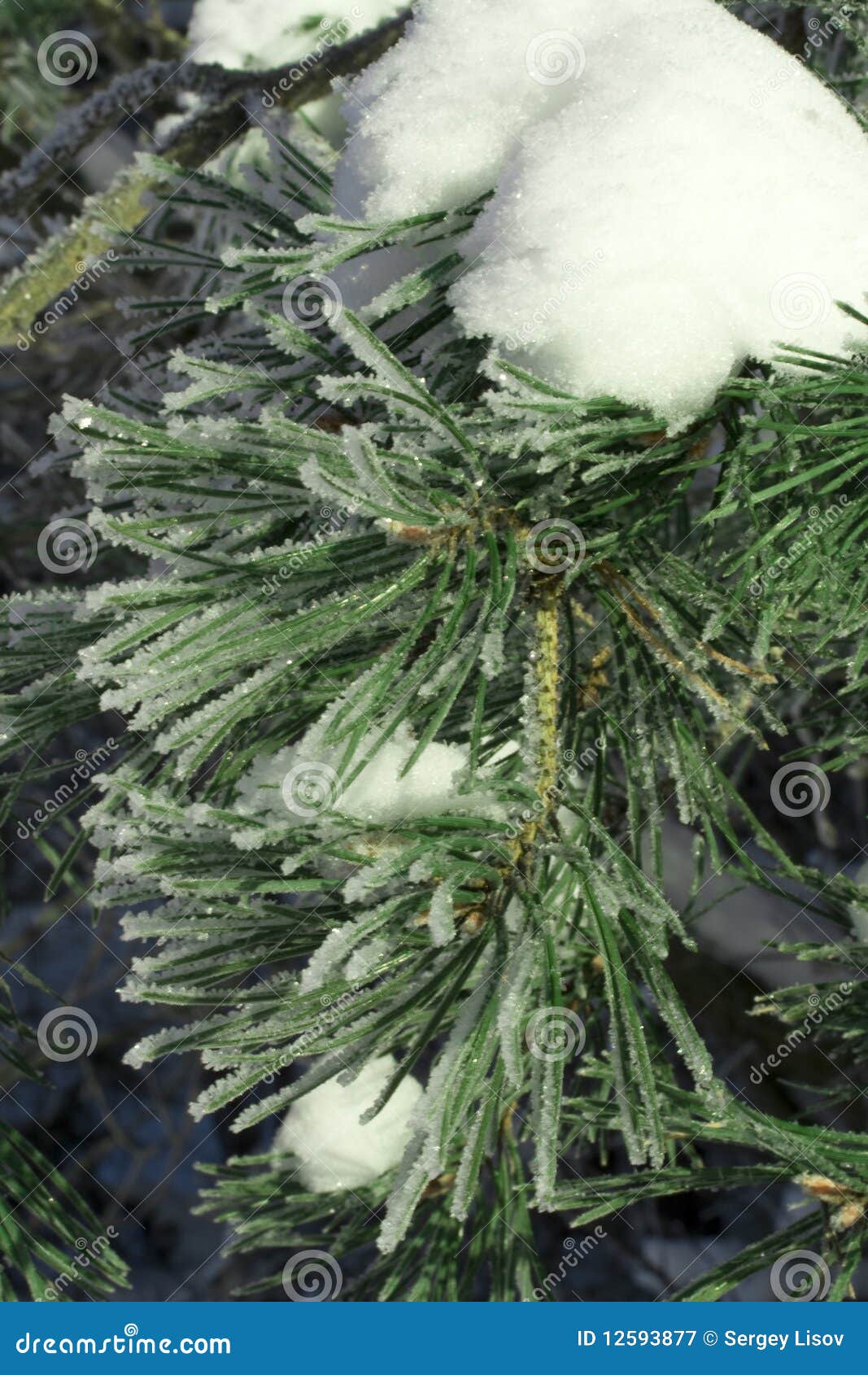 Winter fir stock image. Image of branch, season, needle - 12593877