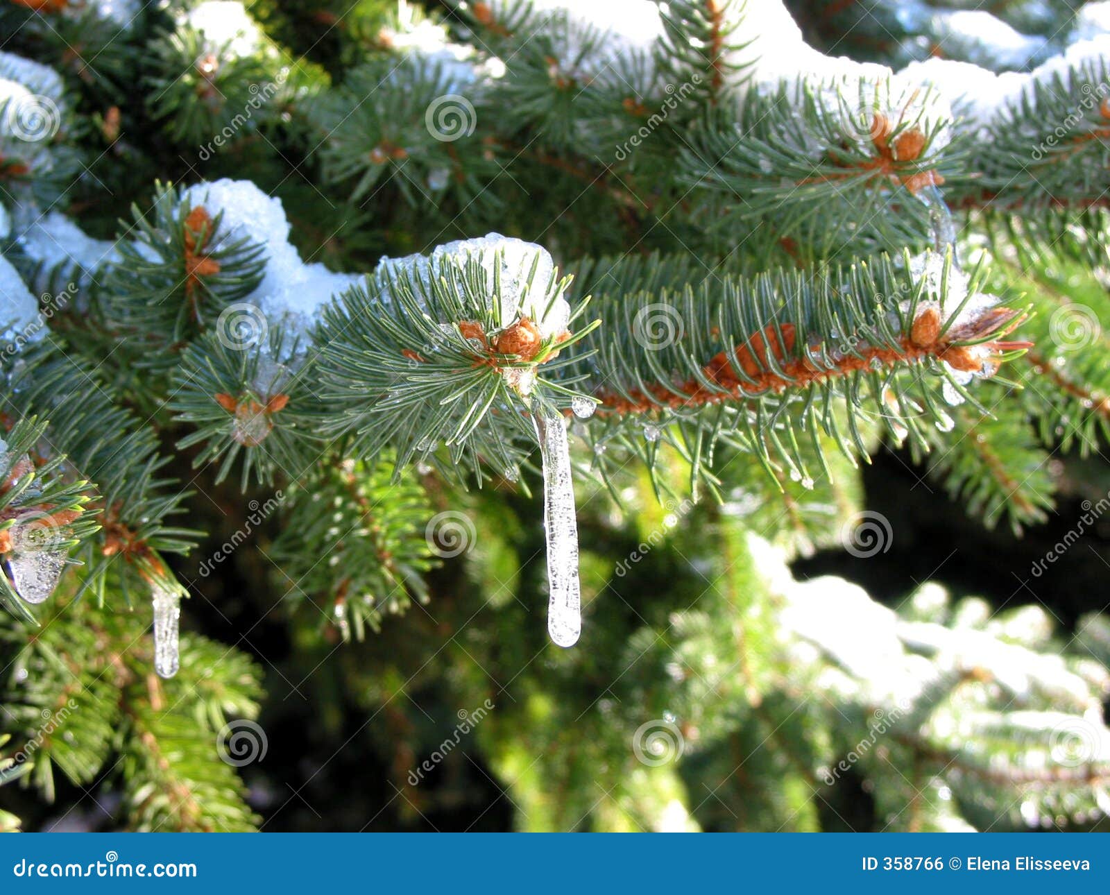 Winter fir stock photo. Image of green, season, holiday - 358766