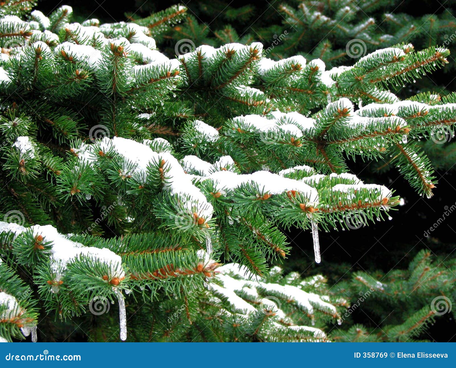 Winter fir stock image. Image of season, icicle, needle - 358769