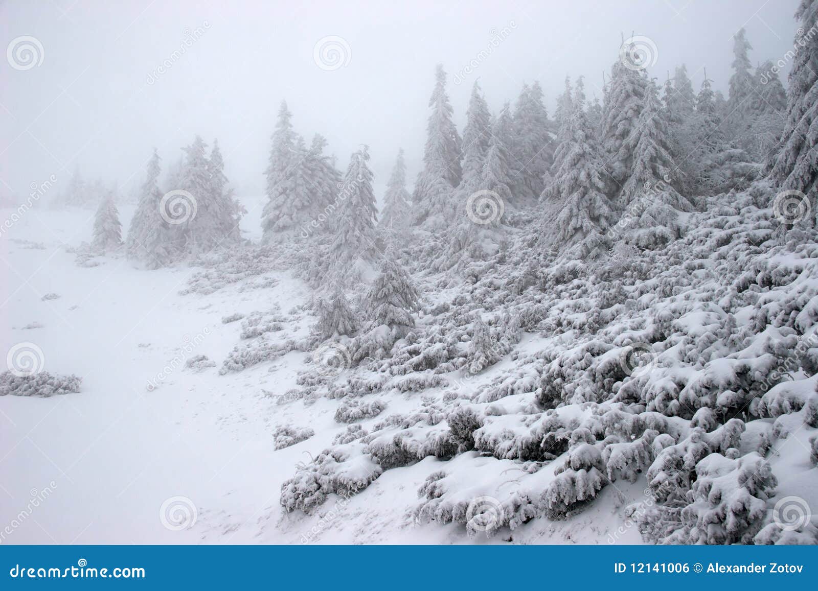Winter Fir Forest in a Snowstorm Stock Photo - Image of forest, pine ...
