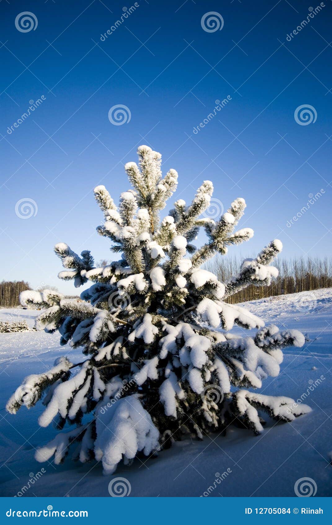 Winter fir-tree stock photo. Image of cold, snow, christmas - 12705084