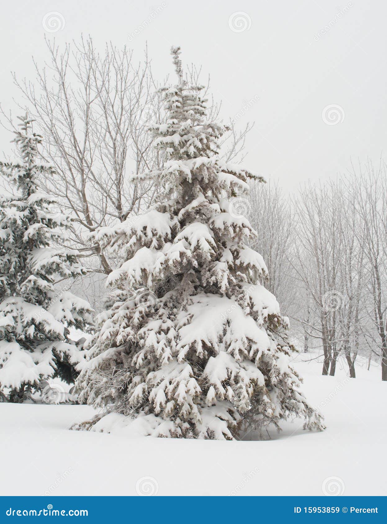 Winter fir tree stock image. Image of branch, white, tranquil - 15953859