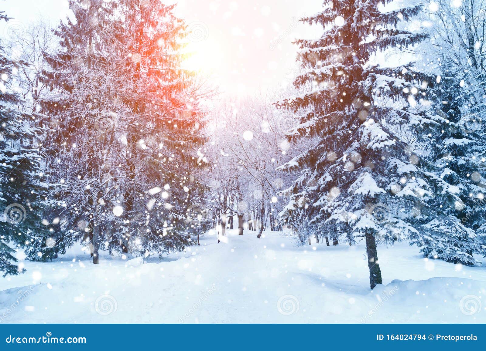 Winter Fir Tree Christmas Scene with Sunlight Stock Photo - Image of ...