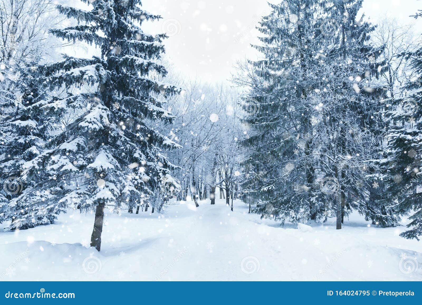 Winter Fir Tree Christmas Scene with Sunlight Stock Image - Image of ...