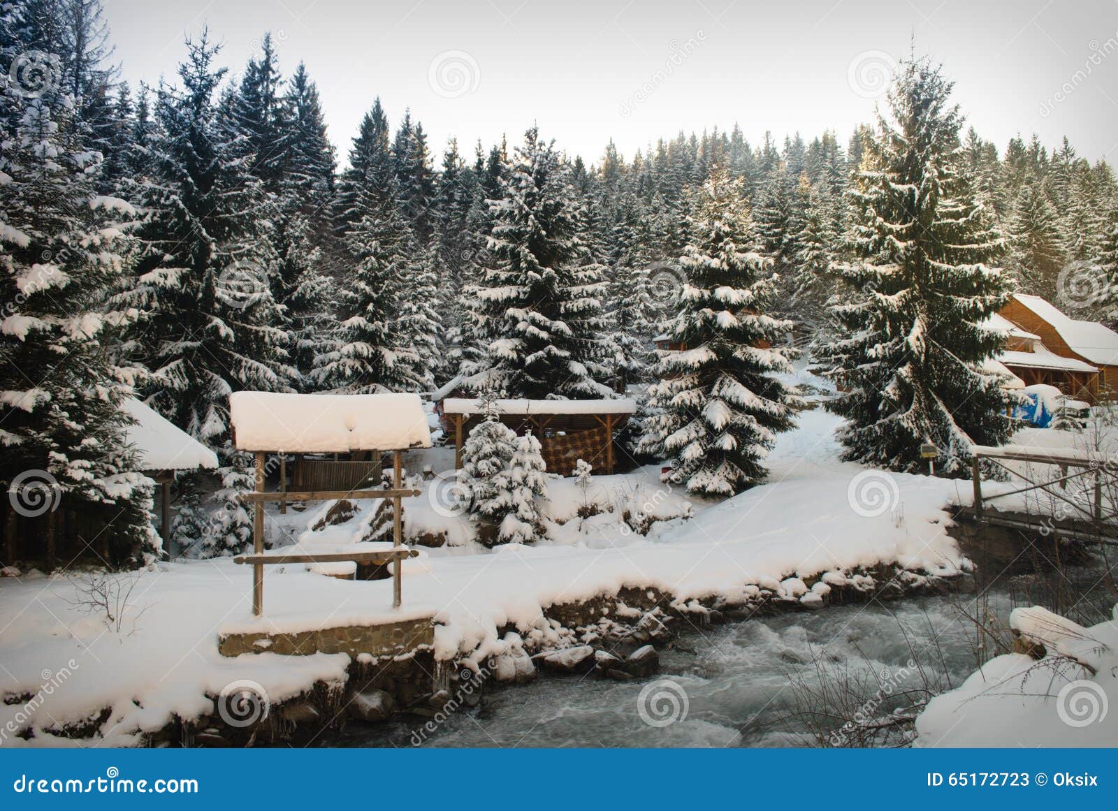 Winter fir-tree forest stock image. Image of cold, forest - 65172723