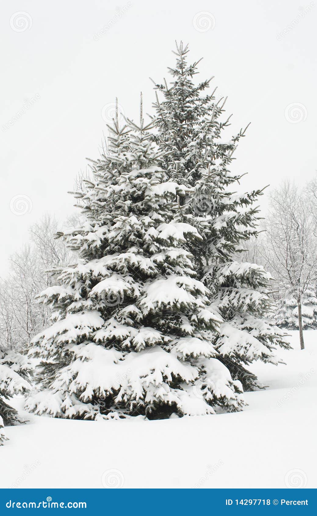 Winter fir trees stock photo. Image of loneliness, trees - 14297718