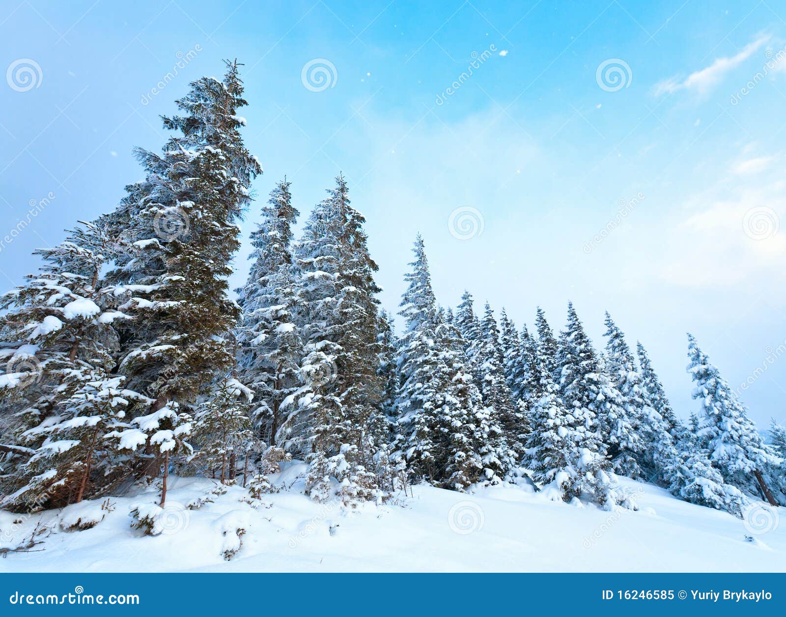 Winter fir trees stock image. Image of mountain, snow - 16246585