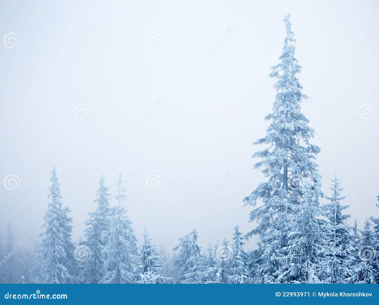 Winter fir trees stock image. Image of season, tree, snowstorm - 22993971