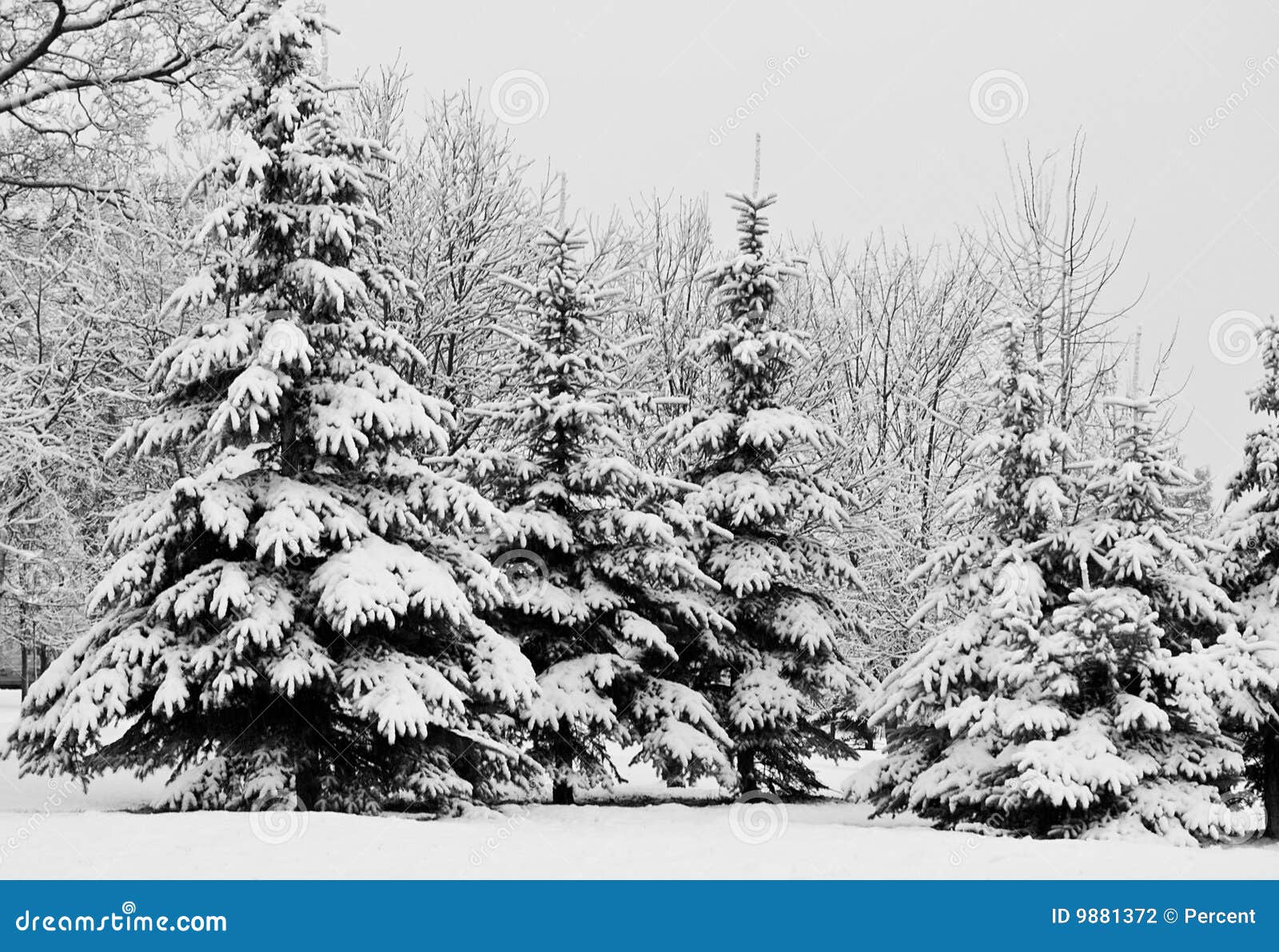 Winter fir trees stock photo. Image of forest, frozen - 9881372