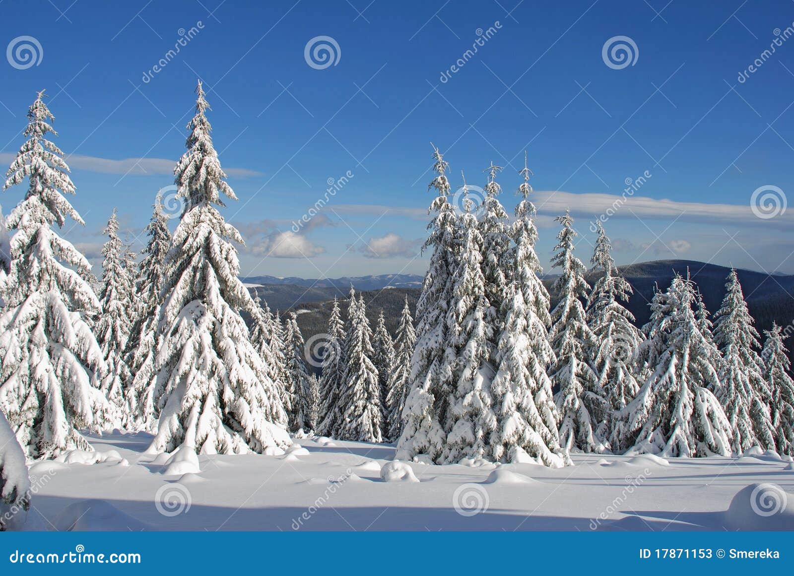 Winter firs under snow stock image. Image of frost, mountain - 17871153