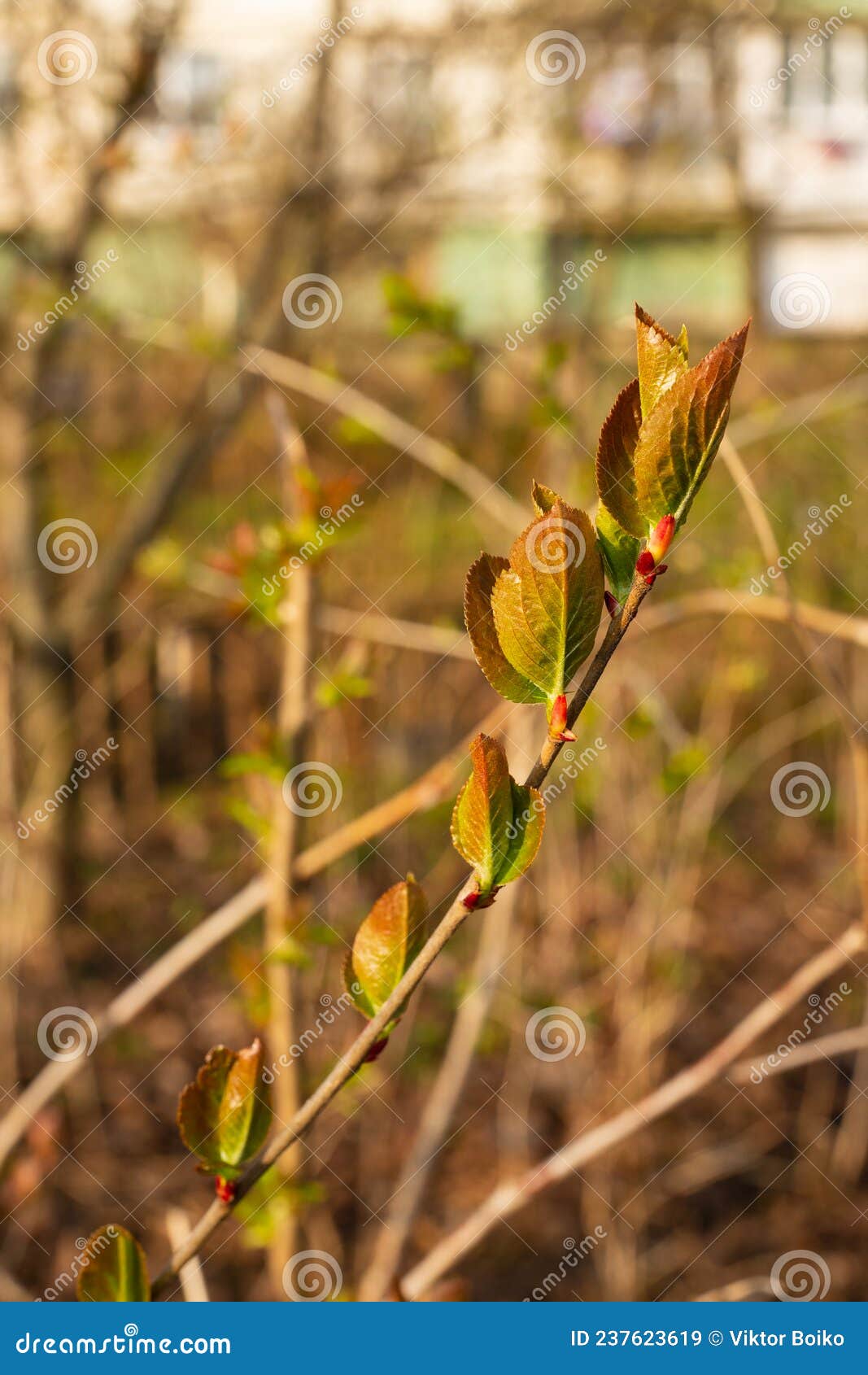 After Winter, the First Green Leaves Appear on the Branches. Stock ...