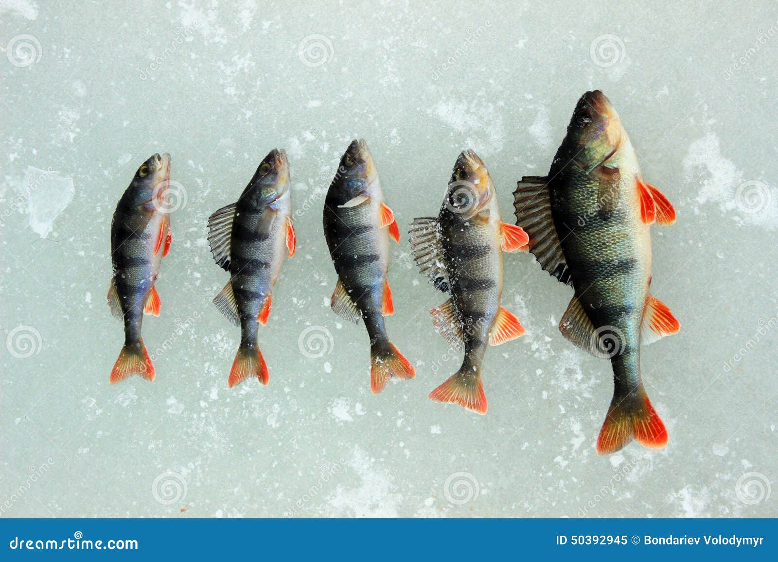Winter fish stock image. Image of food, isolated, fish - 50392945