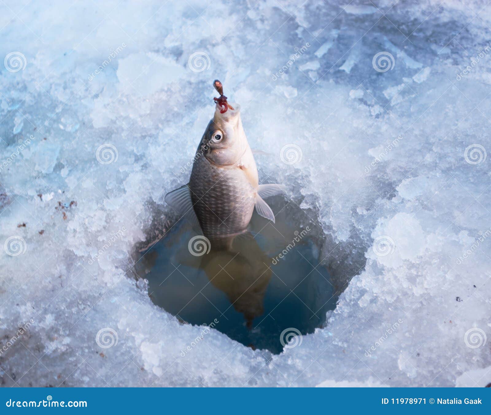 Winter fishing stock image. Image of outdoors, fish, january - 11978971