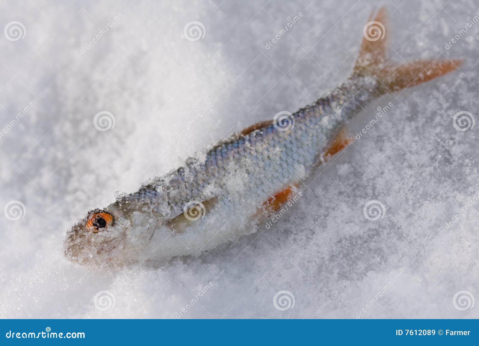 Winter fishing stock image. Image of frozen, roach, snow - 7612089
