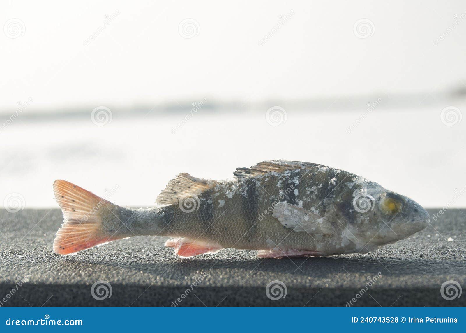 Winter Fishing Catch Macro Small Fish Stock Photo - Image of male ...
