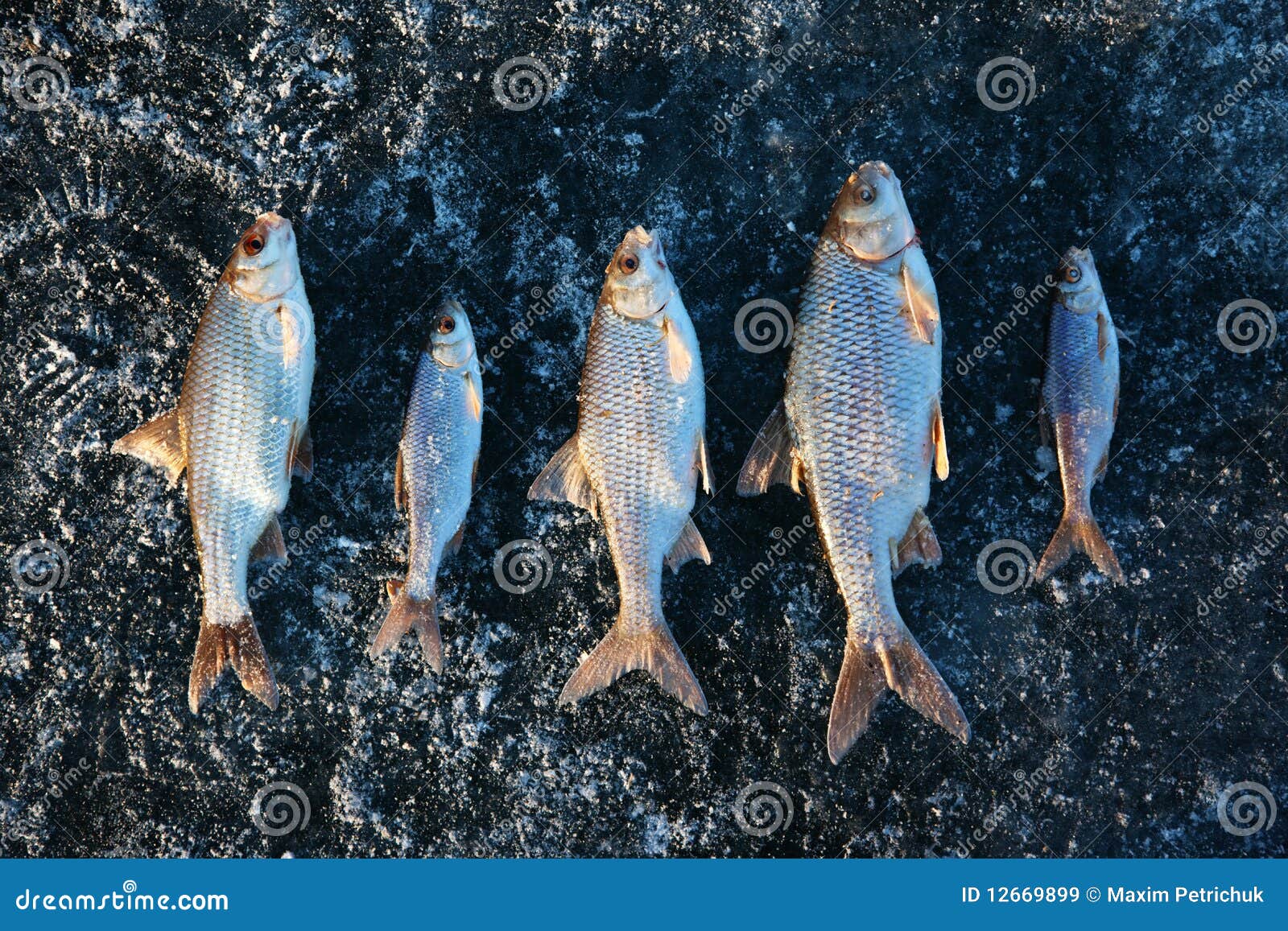 Winter Fishing - Caught Fish on Ice Stock Image - Image of fish, hole ...