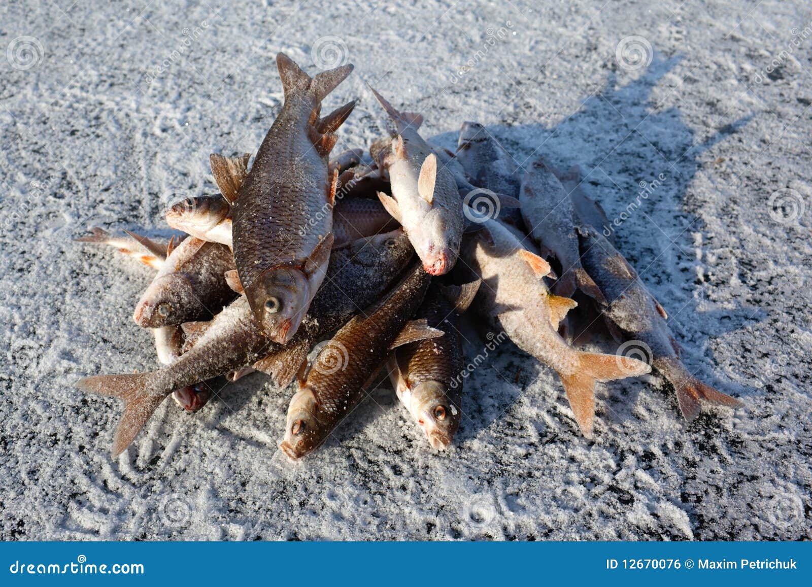 Winter Fishing - Caught Fish on Ice Stock Photo - Image of freshwater ...