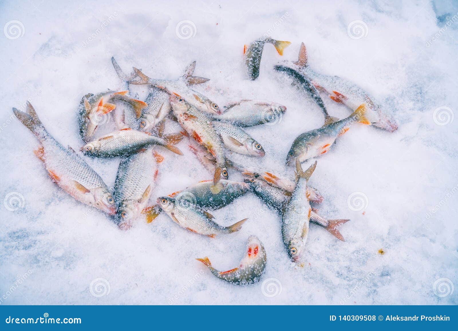 Winter Fishing. Fish in the Snow Stock Photo - Image of bait, angling ...
