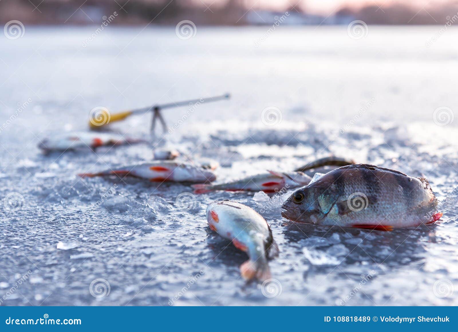 Winter Fishing, Perch on Ice Stock Image - Image of roache, freeze ...