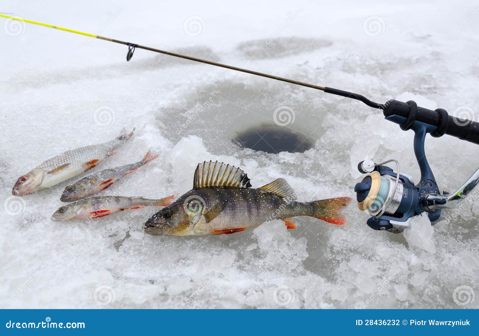 Winter fishing scenery stock photo. Image of mouth, bite - 28436232