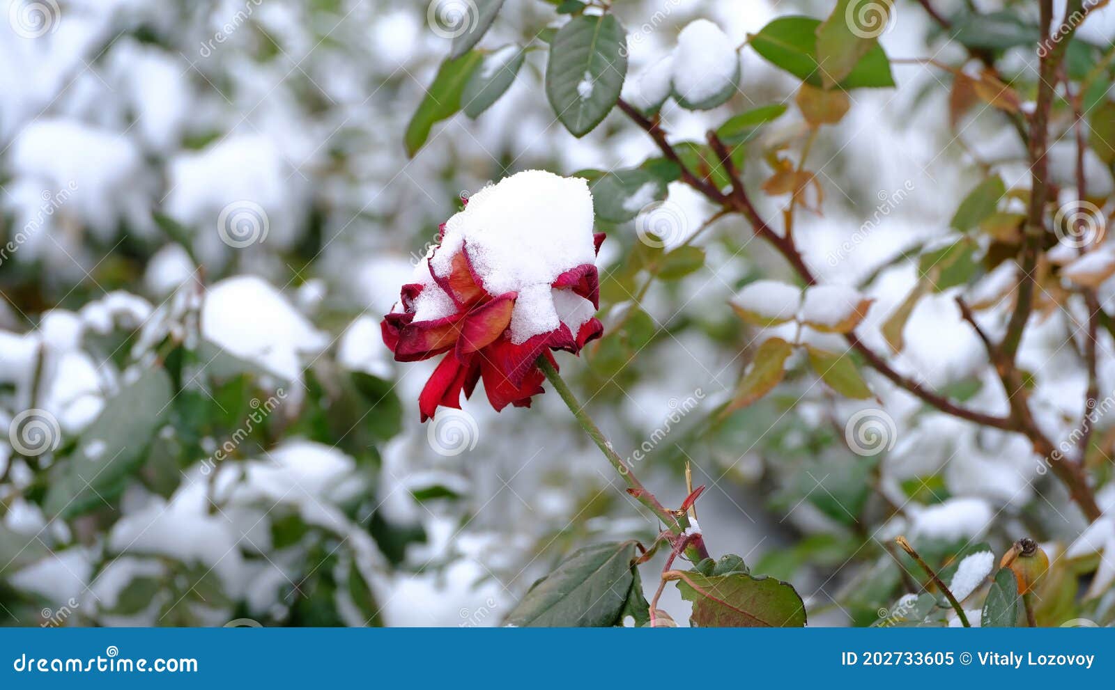 A Bush of Roses Under the Falling Snow Stock Image - Image of winter ...