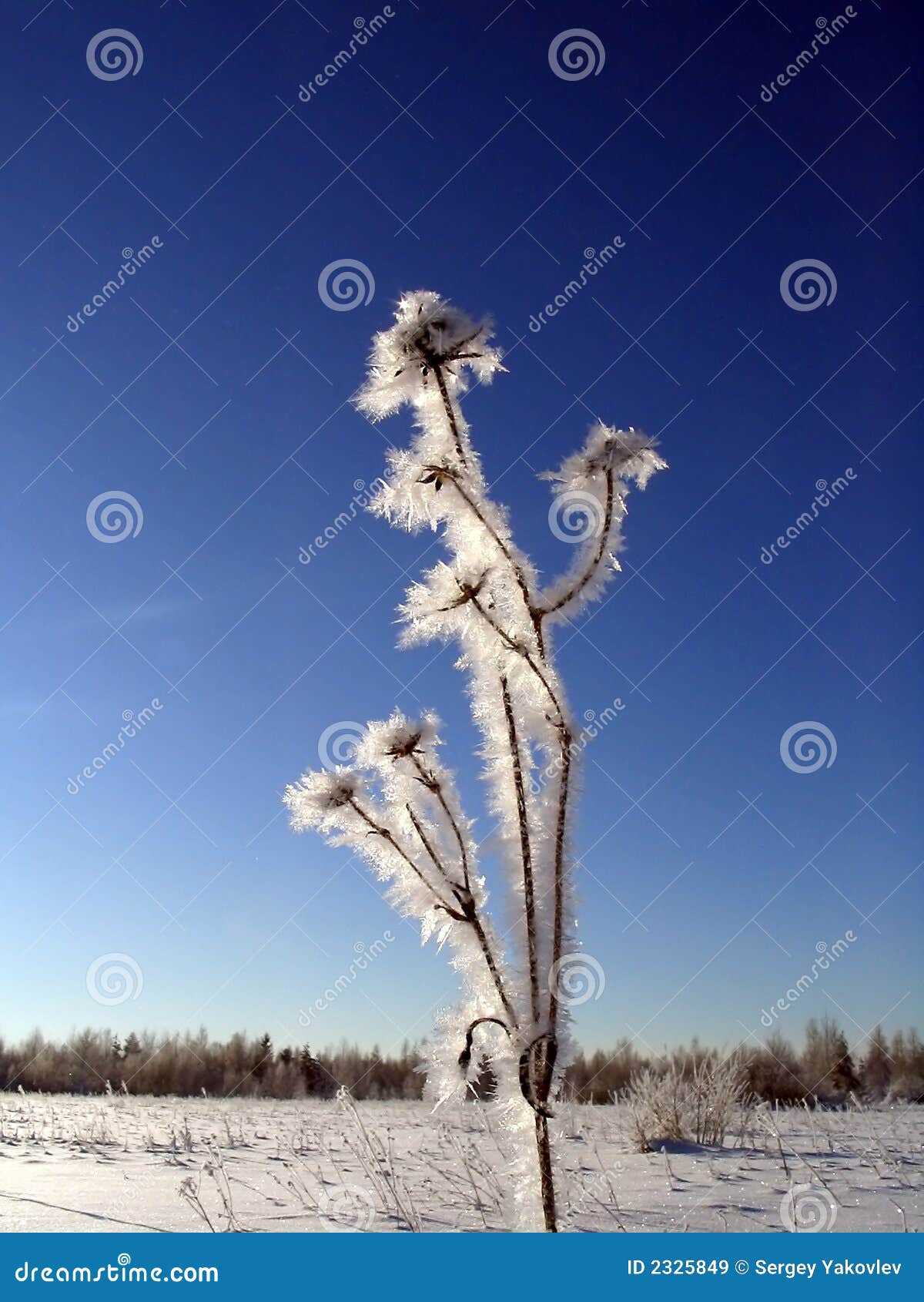 Winter flower stock image. Image of clear, polar, january - 2325849