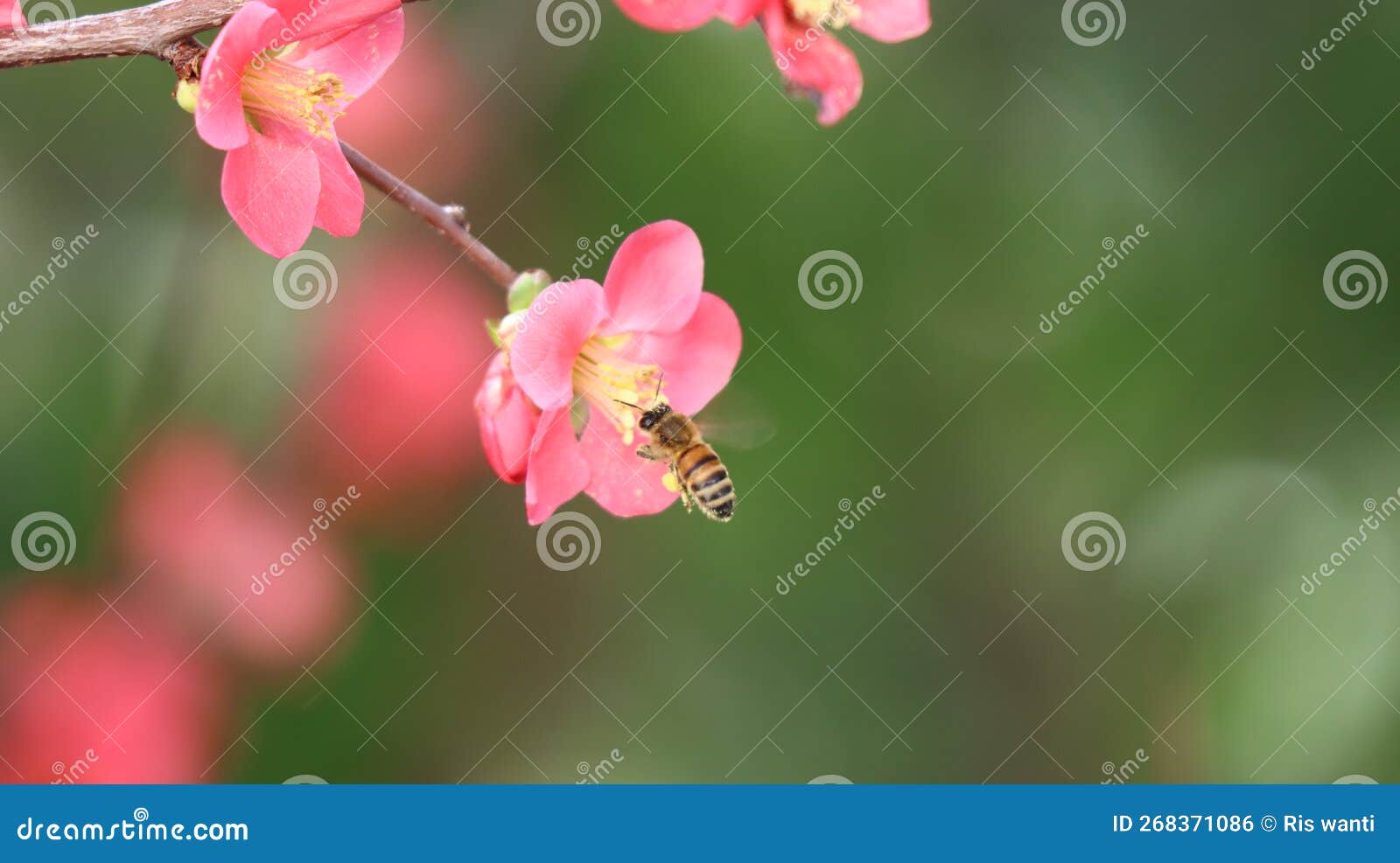 Winter Flower Blooming with Bee Stock Photo - Image of winter, bloowith ...