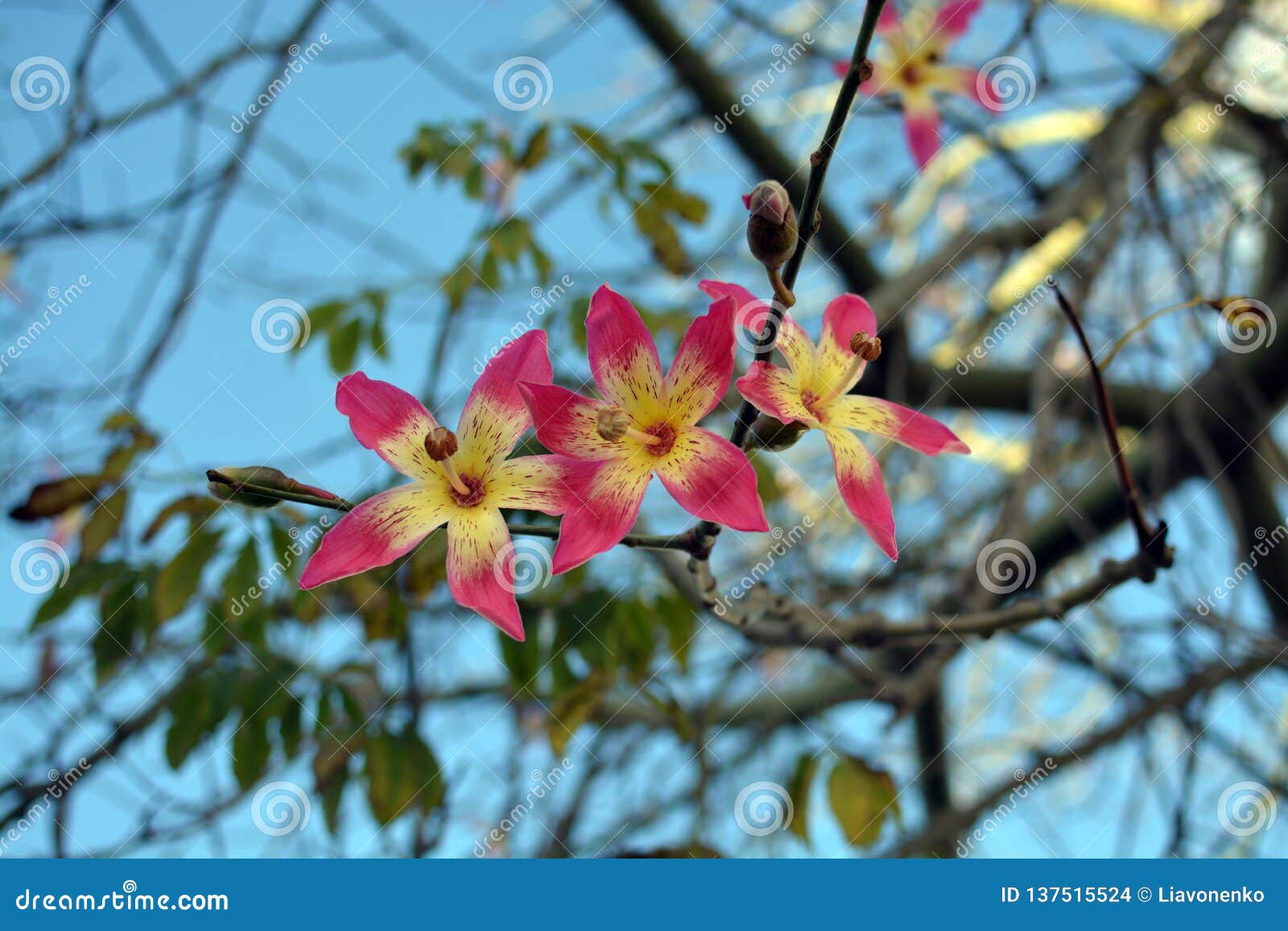 Winter flowers stock photo. Image of portugal, flowers - 137515524