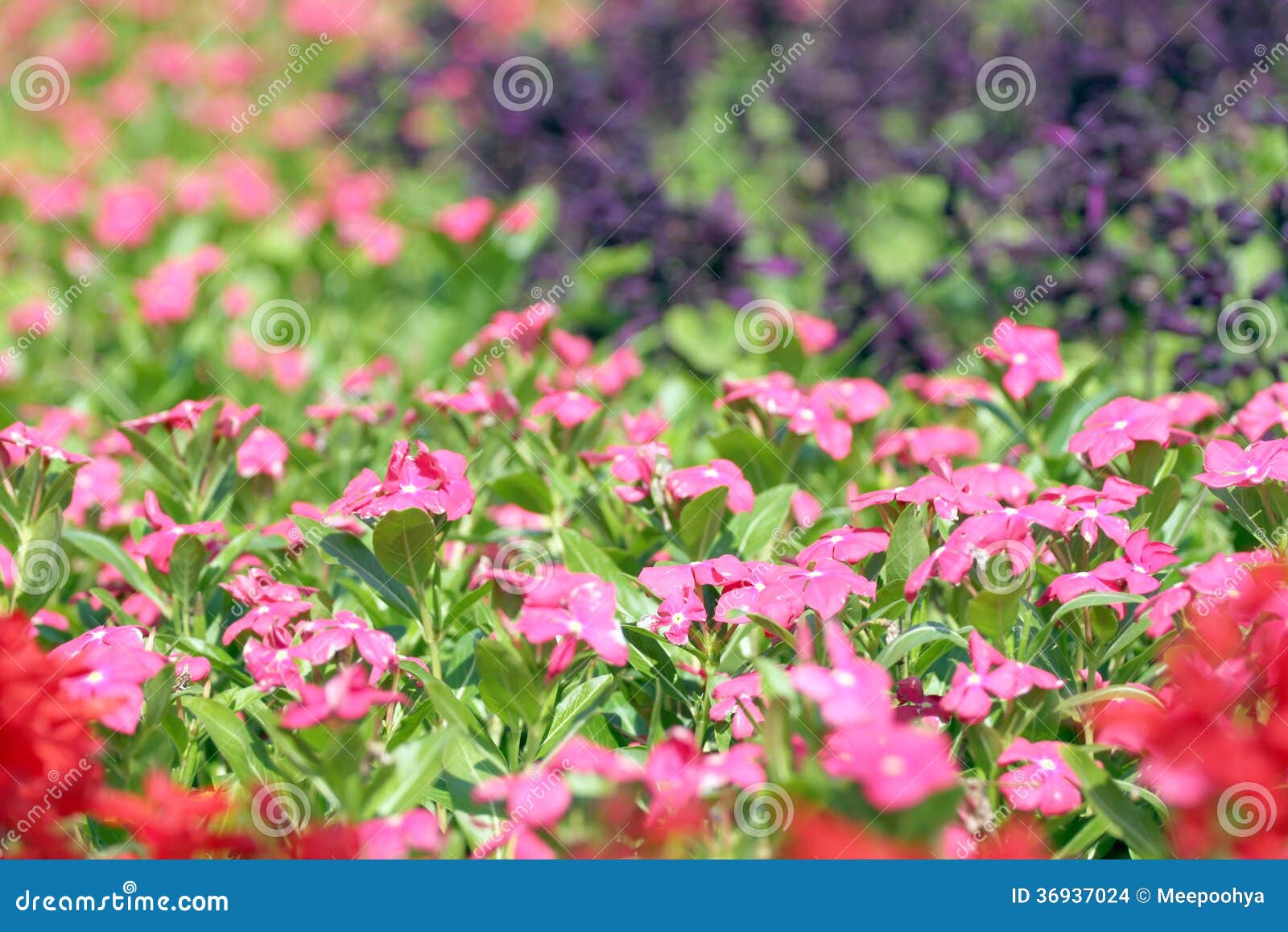 Winter Flowers of Colorful. Stock Photo - Image of botanical, garden ...